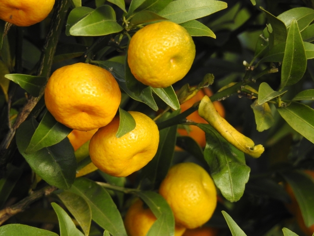 和菓子の歴史 その② 田道間守（たじまもり） 和菓子工房あん庵So sweet so happy! 和菓子で世界を幸せに